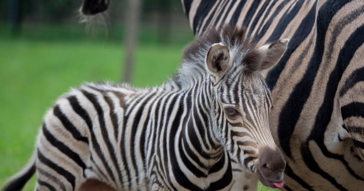 Dvorec u Borovan: Úplně jiná zoo